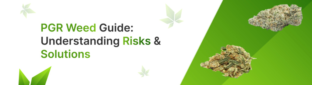 PGR Weed Guide 2024: Understanding Risks & Solutions